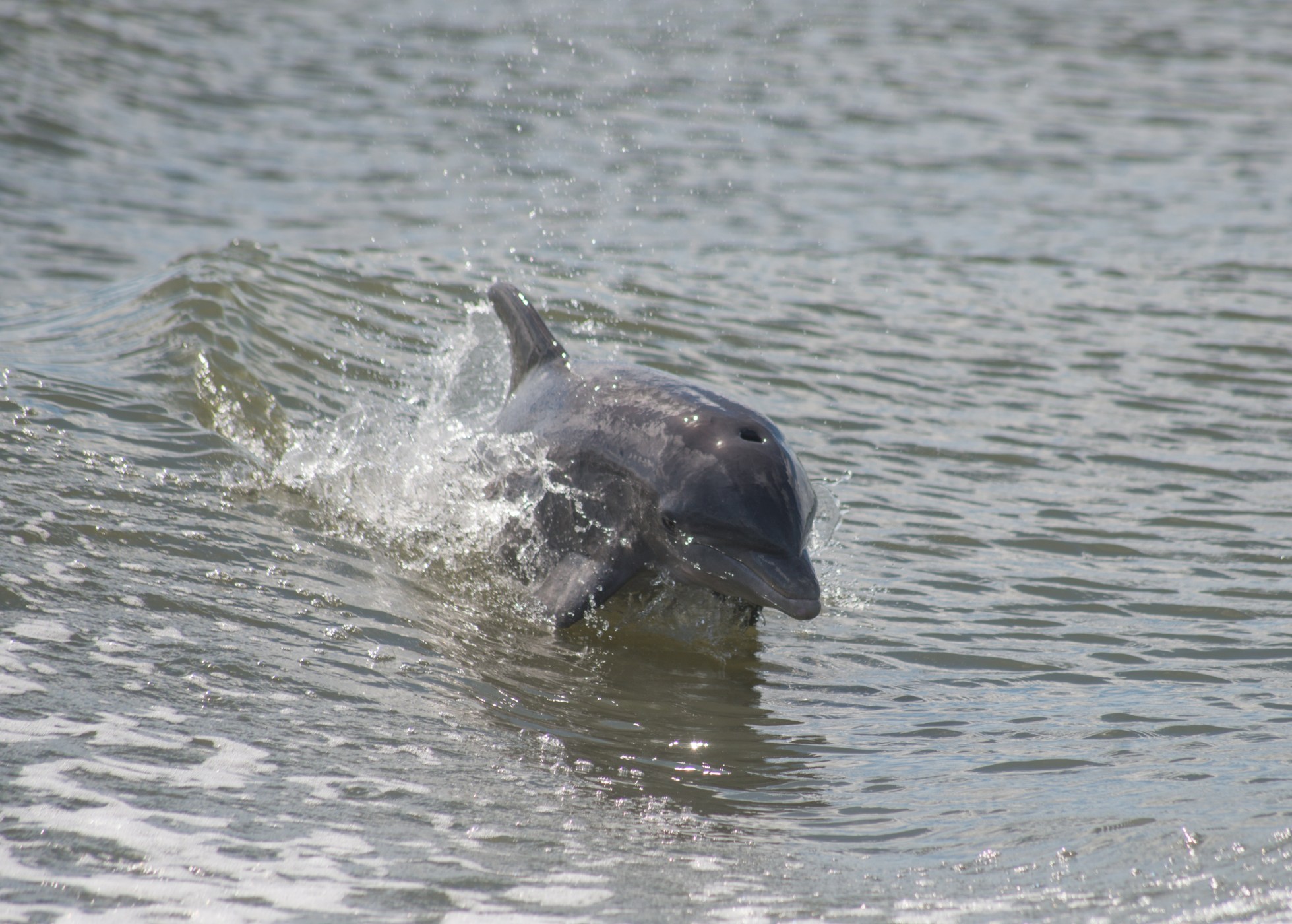 Dolphin Tours in Folly Beach, SC | Flipper Finders