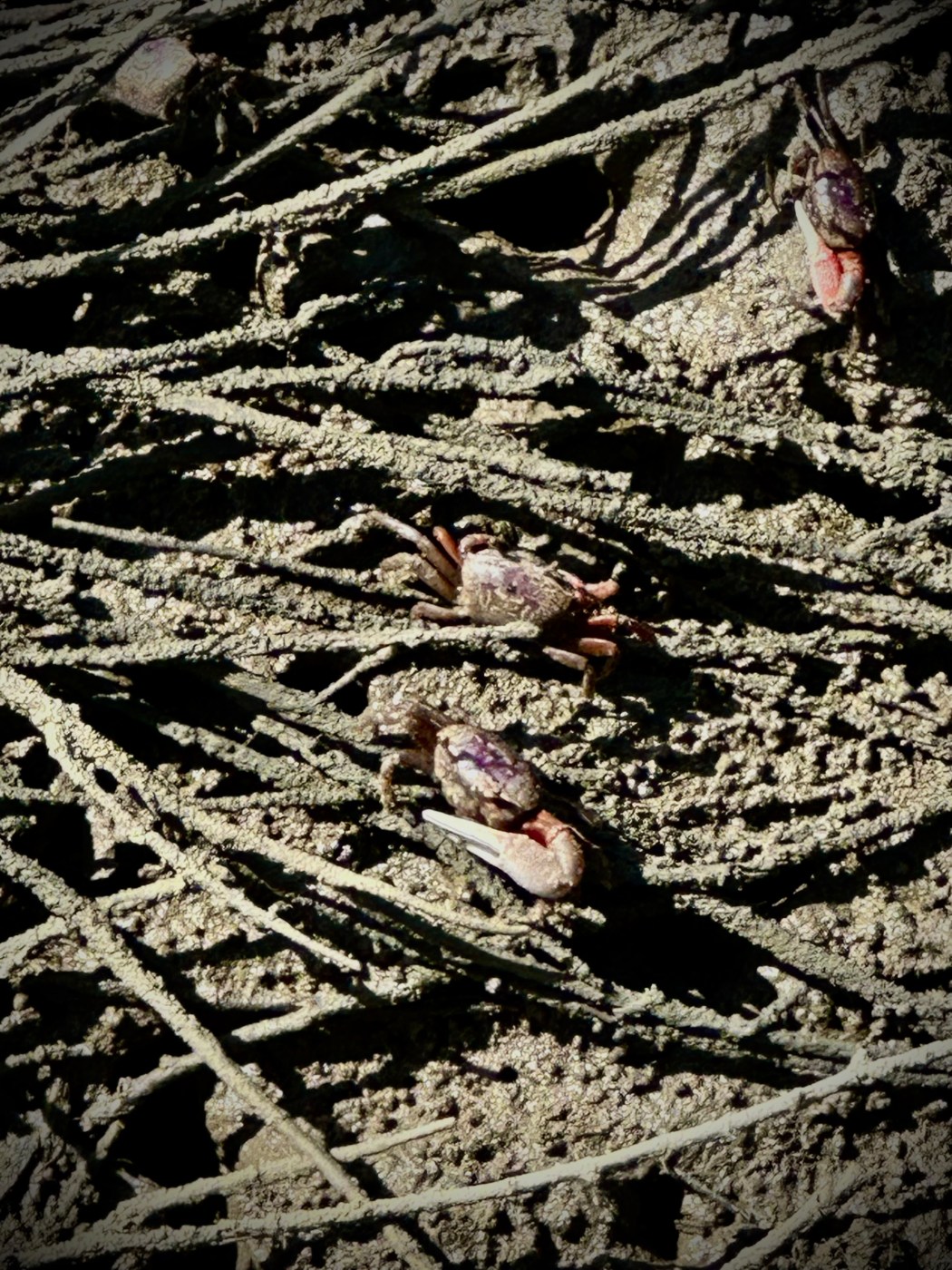 Exploring The Fascinating World Of Fiddler Crabs In South Carolina’s ...